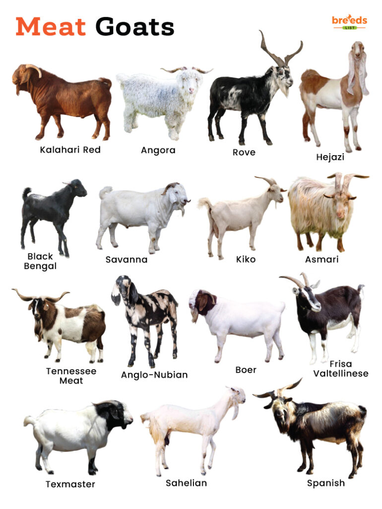 Best Meat Goat Breeds With Pictures Best Meat Goat Breeds With Pictures