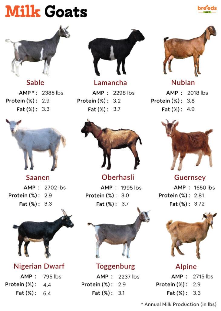Best Milk Goat Breeds With Pictures Best Milk Goat Breeds With Pictures